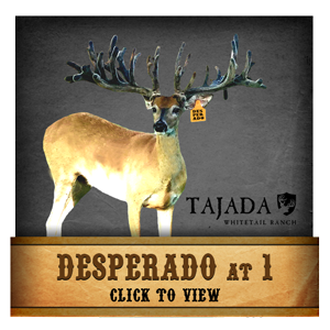 Tajada Whitetail Ranch - Premier Texas Whitetail Deer Breeding