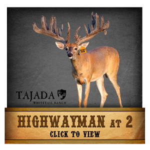 Tajada Whitetail Ranch - Premier Texas Whitetail Deer Breeding