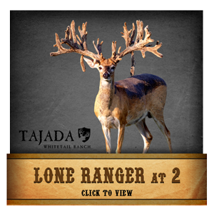 Tajada Whitetail Ranch - Premier Texas Whitetail Deer Breeding