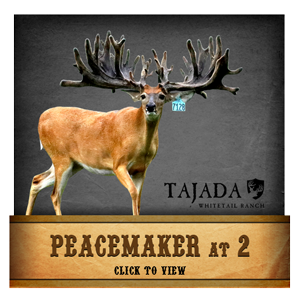 Tajada Whitetail Ranch - Premier Texas Whitetail Deer Breeding