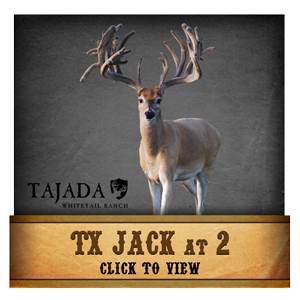 Tajada Whitetail Ranch - Premier Texas Whitetail Deer Breeding