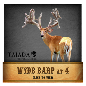 Tajada Whitetail Ranch - Premier Texas Whitetail Deer Breeding